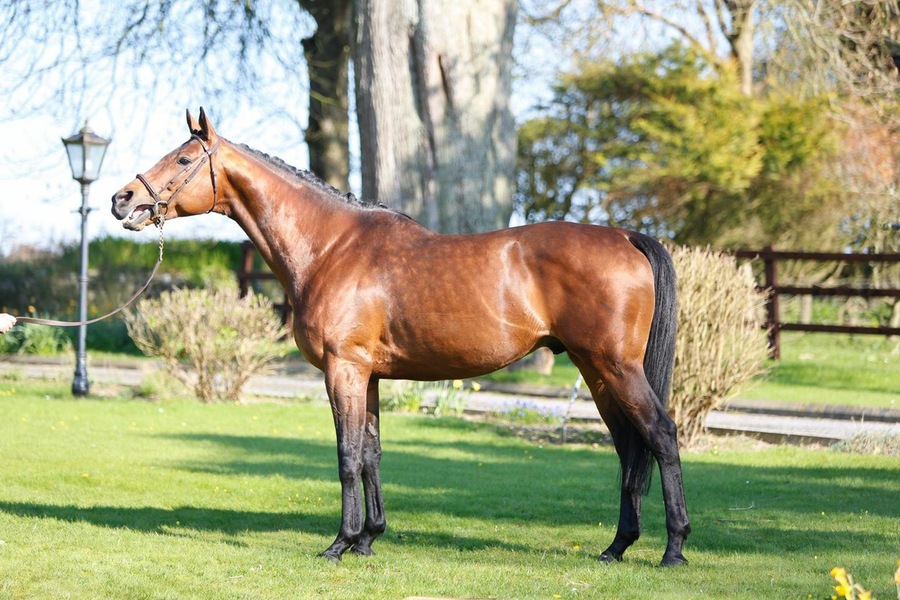 Stallions.Étalons.Hengste Ansiei xx