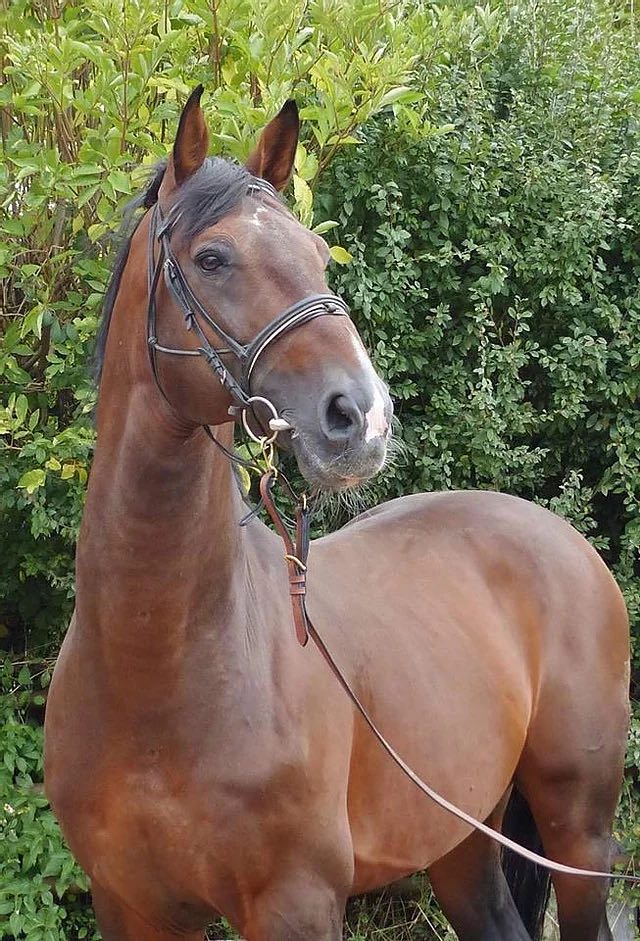 Camiro De Haar Z - Stallions.Étalons.Hengste