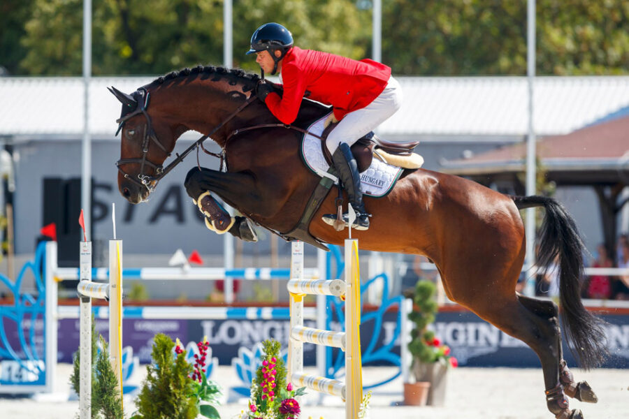 Chacco Blue II - Stallions, Étalons, Hengste