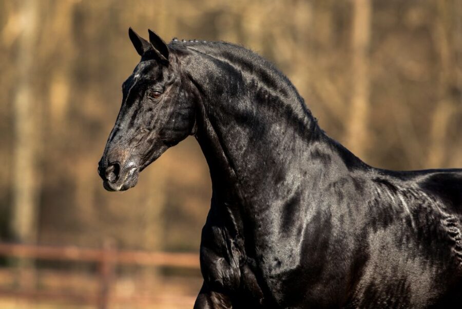 Namelus R - Stallions.Étalons.Hengste