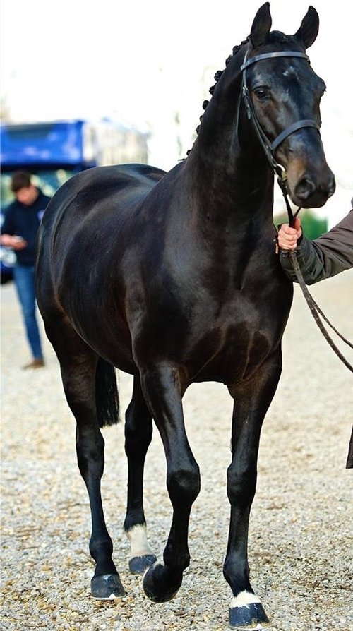 Classic Opera - Stallions.Étalons.Hengste