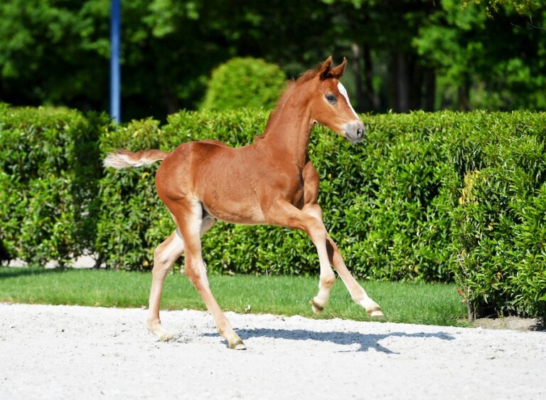 Chacco Blue II - Stallions.Étalons.Hengste