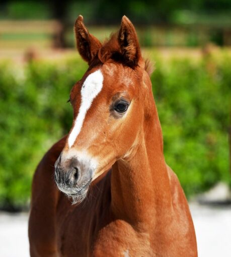 Chacco Blue II - Stallions.Étalons.Hengste