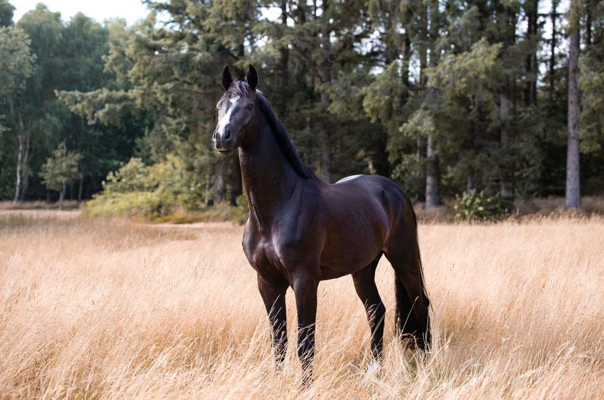 Duplexx - Stallions.Étalons.Hengste