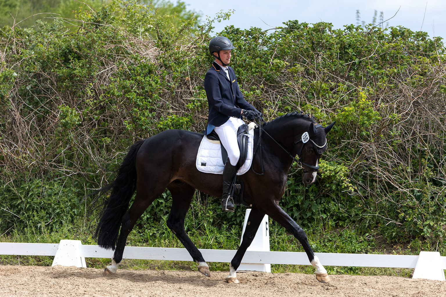 Duplexx - Stallions.Étalons.Hengste