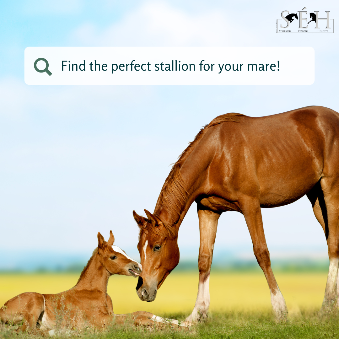 Browse our Eventing and Showjumping Stallions