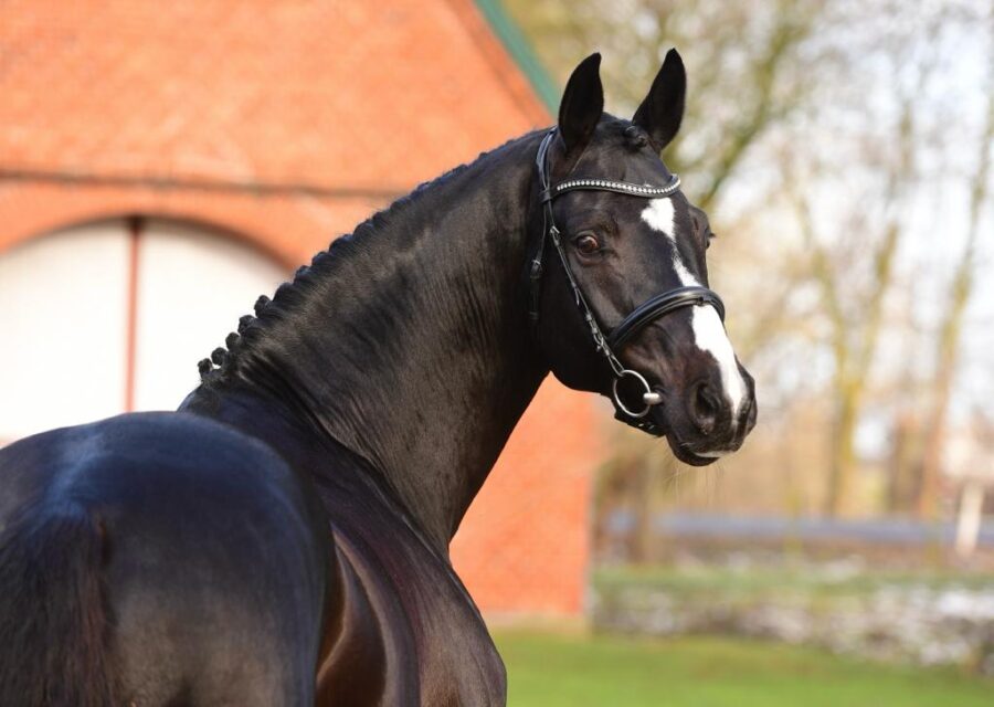 Duplexx - Stallions.Étalons.Hengste